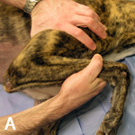 Orthopedic Examination of the Forelimb in the Dog | Clinician's Brief