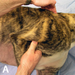 Orthopedic Examination of the Forelimb in the Dog | Clinician's Brief
