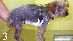 Canine Leishmaniasis: An Overview | Clinician's Brief