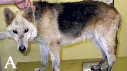 Canine Leishmaniasis: An Overview | Clinician's Brief