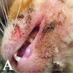 Chin Dermatitis in a Cat | Clinician's Brief