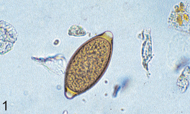 Canine Diarrhea | Clinician's Brief