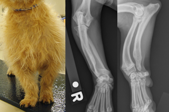 Physeal Fractures in Small Animals | Clinician's Brief