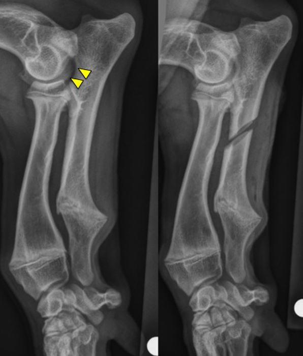 Physeal Fractures in Small Animals | Clinician's Brief