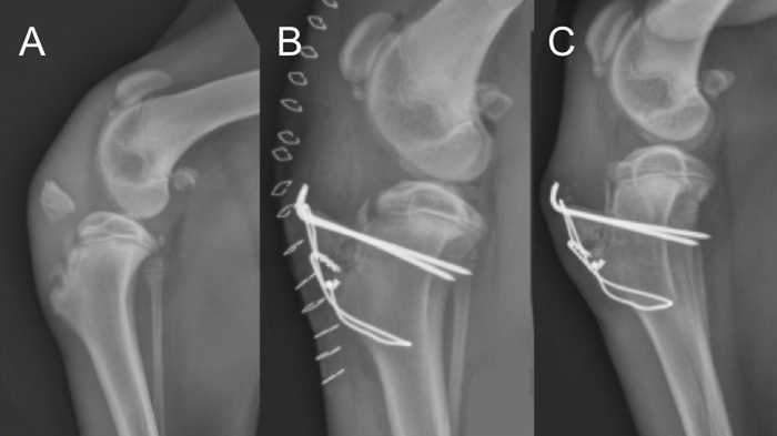 Physeal Fractures in Small Animals | Clinician's Brief