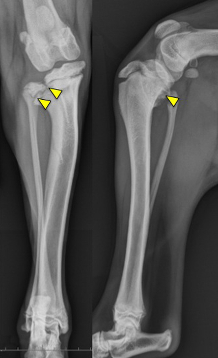 Physeal Fractures in Small Animals | Clinician's Brief