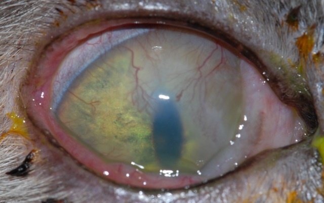 Online Gallery: FHV-1 Images | Clinician's Brief