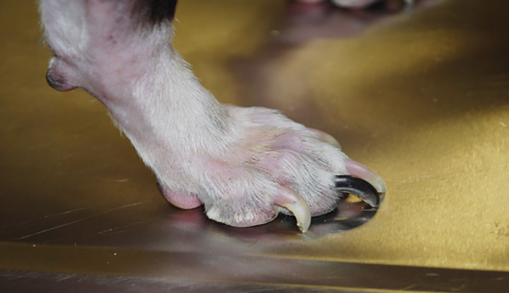 Hyperadrenocorticism in Dogs | Clinician's Brief