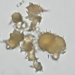 Urine Crystals in Dogs & Cats | Clinician's Brief