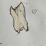 Urine Crystals in Dogs & Cats | Clinician's Brief