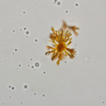 Urine Crystals in Dogs & Cats | Clinician's Brief