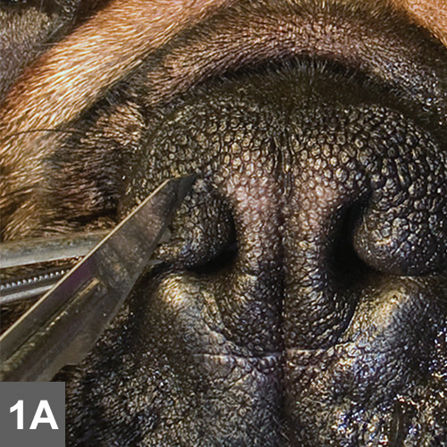 Brachycephalic Syndrome: Innovative Surgical Techniques | Clinician's Brief