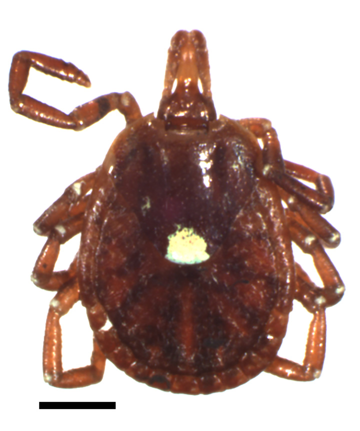Practical Guide to Tick-Borne Disease | Clinician's Brief