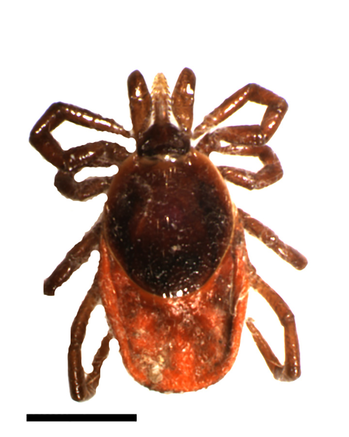 Practical Guide to Tick-Borne Disease | Clinician's Brief