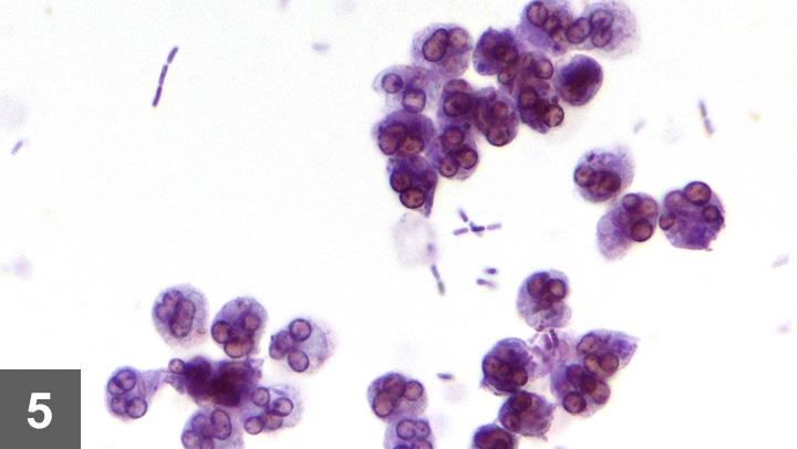 Image Gallery: Urinalysis in Small Animals | Clinician's Brief