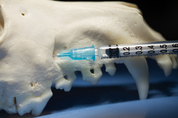 Nerve Blocks for Oral Surgery in Dogs | Clinician's Brief