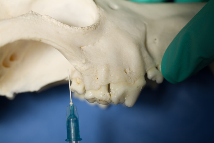 Nerve Blocks for Oral Surgery in Dogs | Clinician's Brief