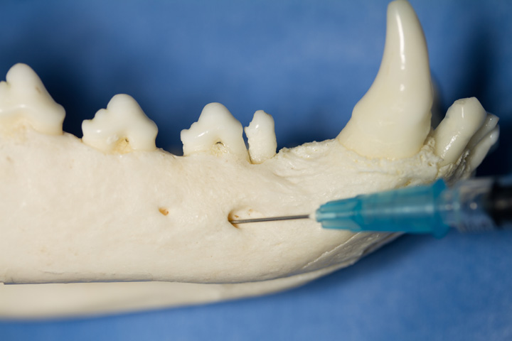 Nerve Blocks for Oral Surgery in Dogs | Clinician's Brief