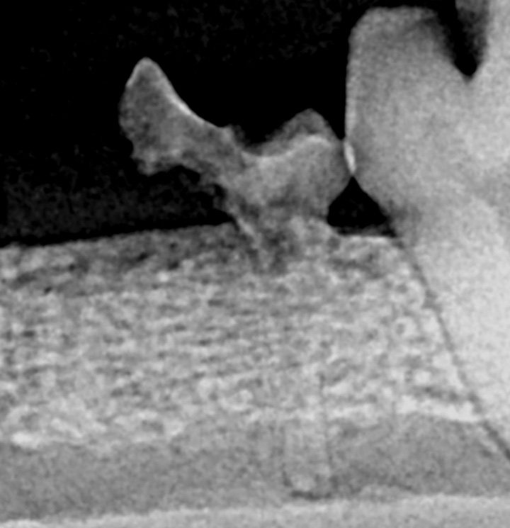 Treating Tooth Resorption in Dogs | Clinician's Brief