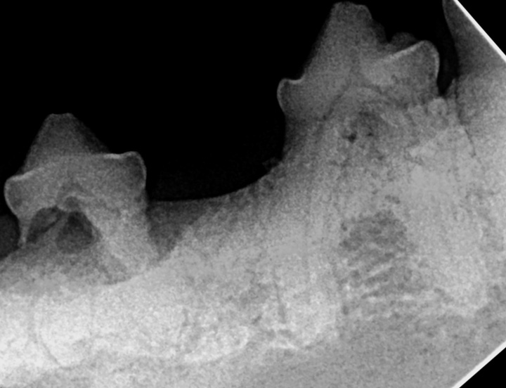 Treating Tooth Resorption in Dogs | Clinician's Brief