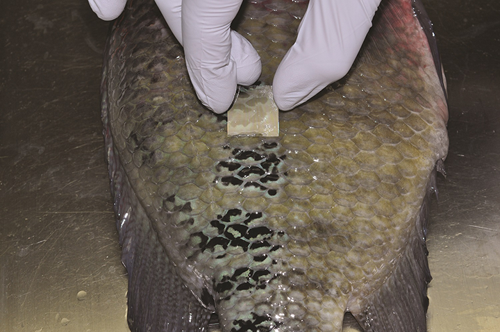 Skills for Technicians: The Basics of Pet Fish Medicine | Clinician's Brief
