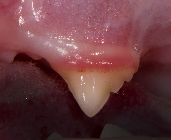 Feline Oropharyngeal Inflammation | Clinician's Brief