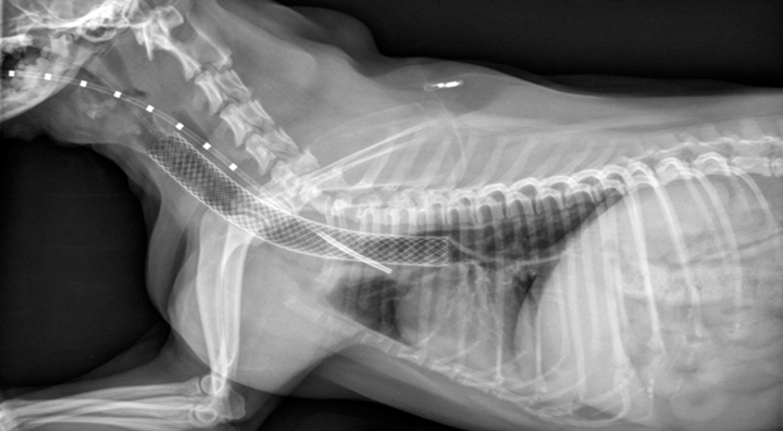 Tracheal Collapse in Dogs | Clinician's Brief