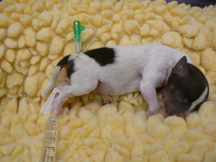 Intraosseous Catheterization: An Often Underused, Life-Saving Tool ...