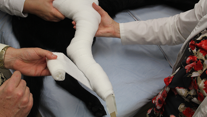 Image Gallery: Splint Application | Clinician's Brief