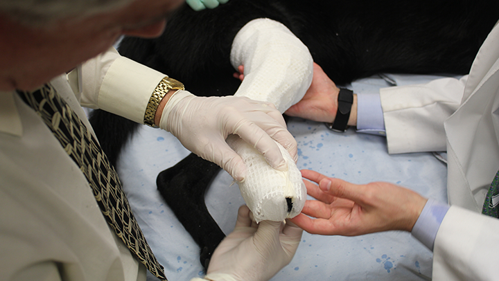 Image Gallery: Splint Application | Clinician's Brief