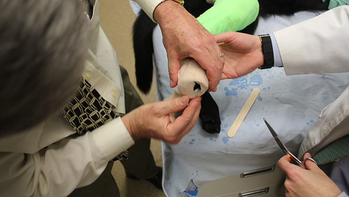 Image Gallery: Splint Application | Clinician's Brief