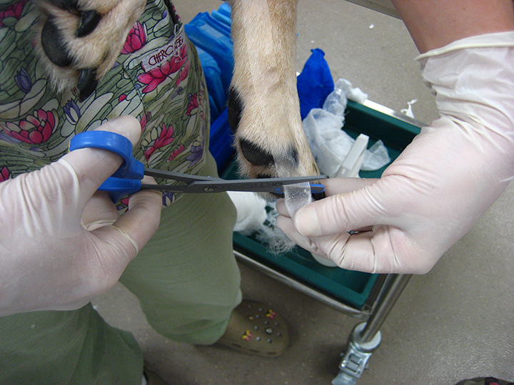 Effective Casting Techniques | Clinician's Brief