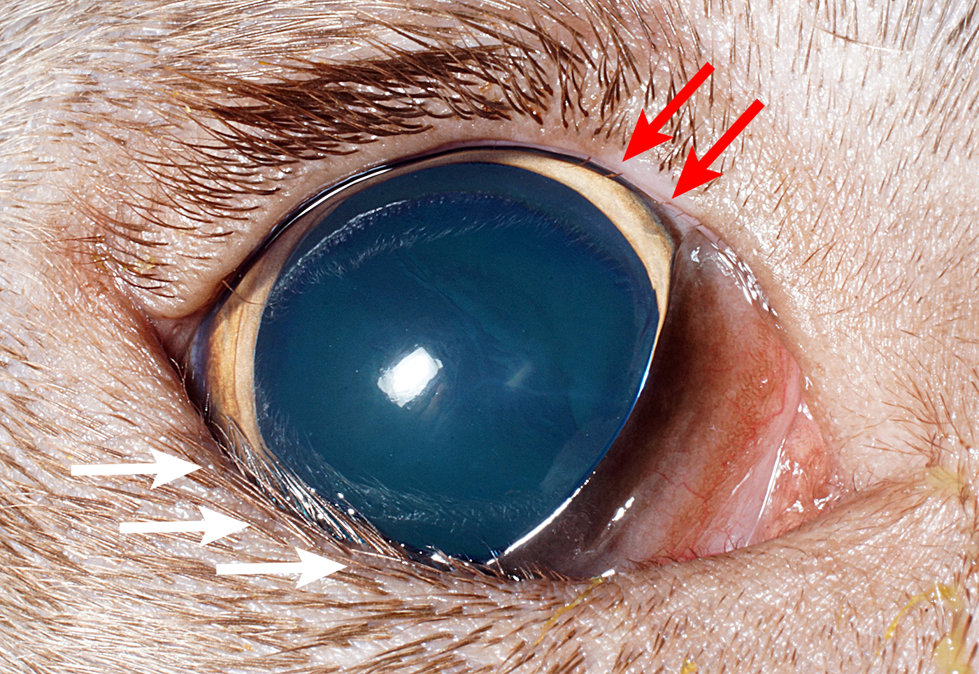 Image Gallery Canine Eyelid Diseases Clinician s Brief