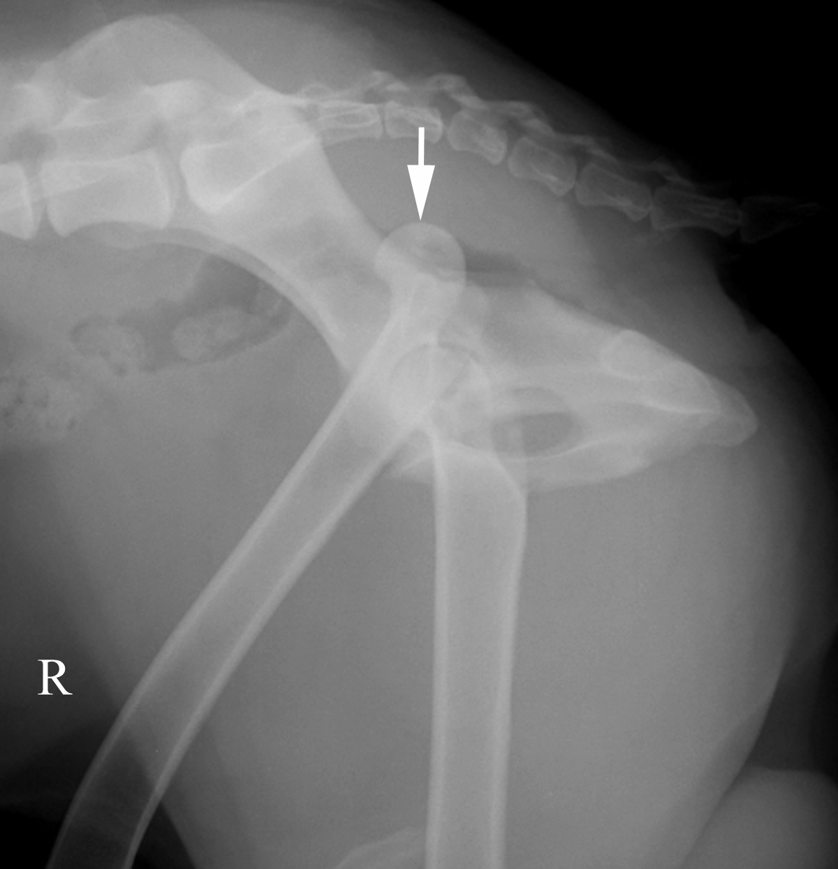 Tips & Techniques for Pelvic Radiography | Clinician's Brief