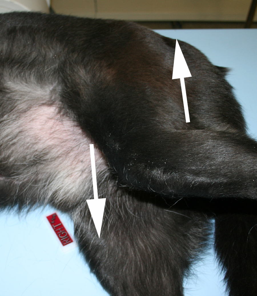 Tips & Techniques for Pelvic Radiography | Clinician's Brief