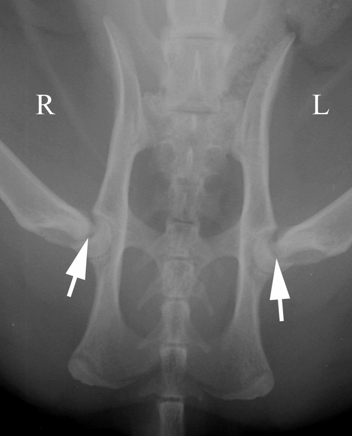 Tips & Techniques for Pelvic Radiography | Clinician's Brief