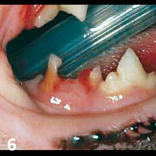 Top 5 Feline Oral Health Concerns | Clinician's Brief