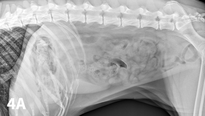 Top 5 Tips on Radiographic Diagnosis of Obstructive Foreign Bodies ...