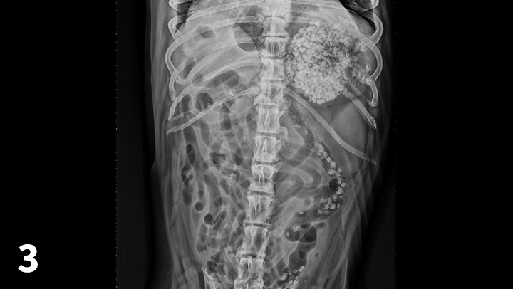 Glass Ingestion in a Boxer: 1 Case, 2 Options | Clinician's Brief