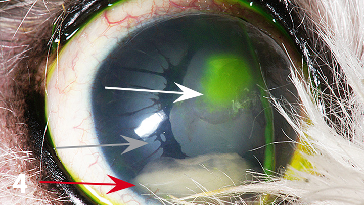 Image Gallery: Hypopyon in Dogs | Clinician's Brief