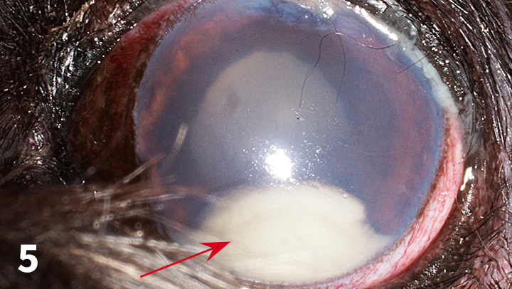 Image Gallery: Hypopyon in Dogs | Clinician's Brief