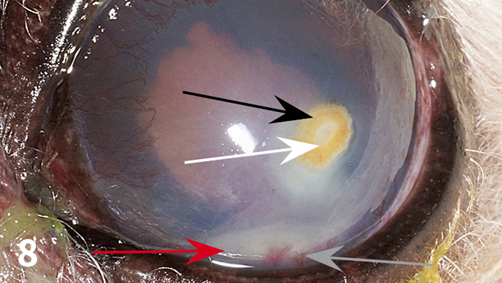 Image Gallery: Hypopyon in Dogs | Clinician's Brief