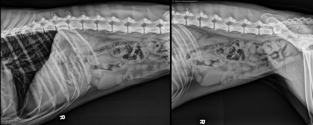 Image Gallery: Positioning for Abdominal Radiographs | Clinician's Brief