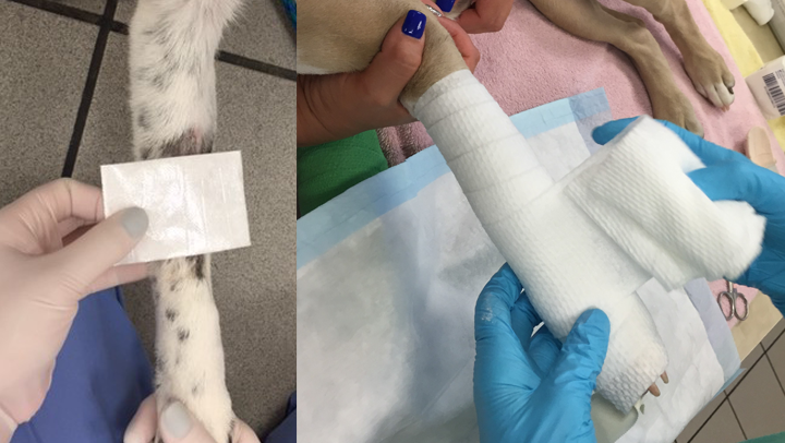 Image Gallery: Bandage Application | Clinician's Brief