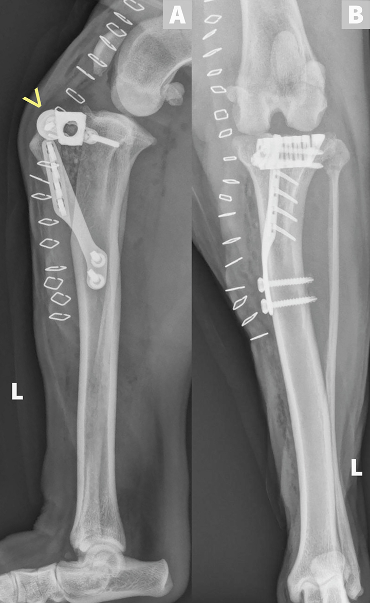 Image Gallery: Surgical Repair of Cranial Cruciate Ligament Injuries in ...