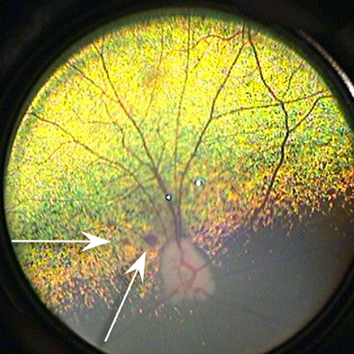 Image Gallery: Canine Fundus Diseases | Clinician's Brief