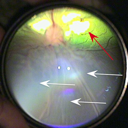 Image Gallery: Canine Fundus Diseases | Clinician's Brief