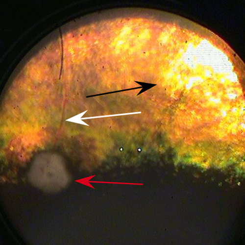 Image Gallery: Canine Fundus Diseases | Clinician's Brief