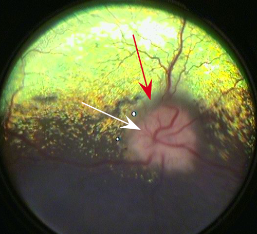 Image Gallery: Canine Fundus Diseases | Clinician's Brief