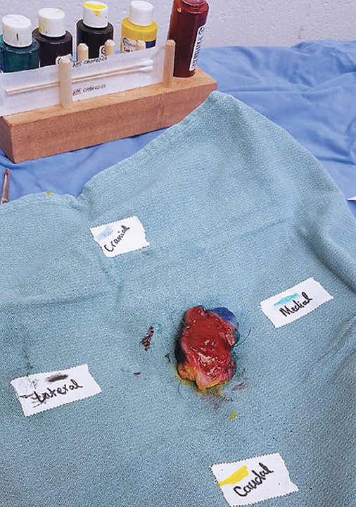 Post-Excision Shrinkage of Feline Skin Tissue Specimens | Clinician's Brief